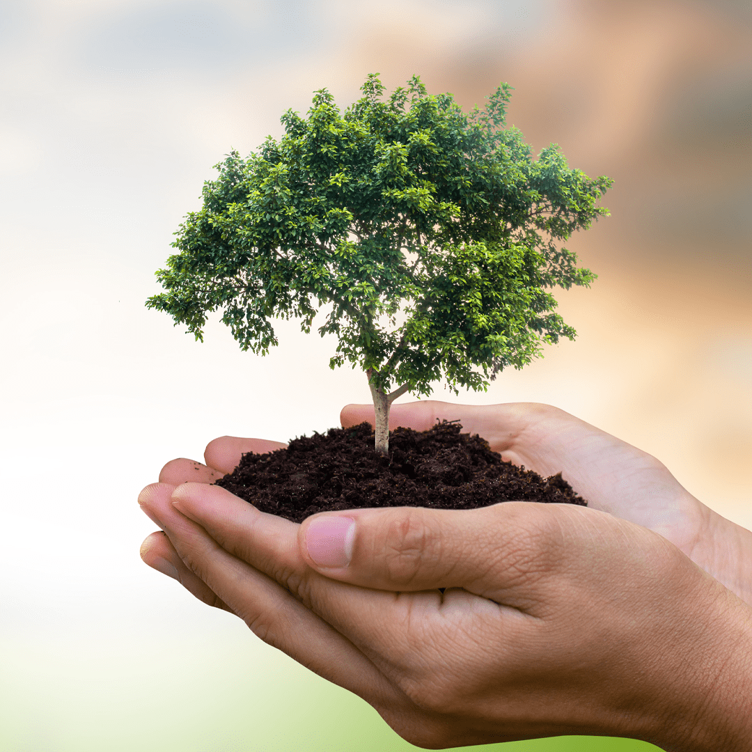 Compromisso Com A Sustentabilidade Ações Da Qualirede Em Prol Do Meio